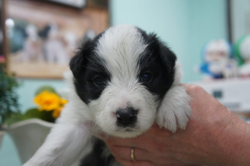 2023年1月23日 ボーダーコリー子犬販売 | PADOG中部子犬販売 Moo＆Pon （モー＆ぽん）